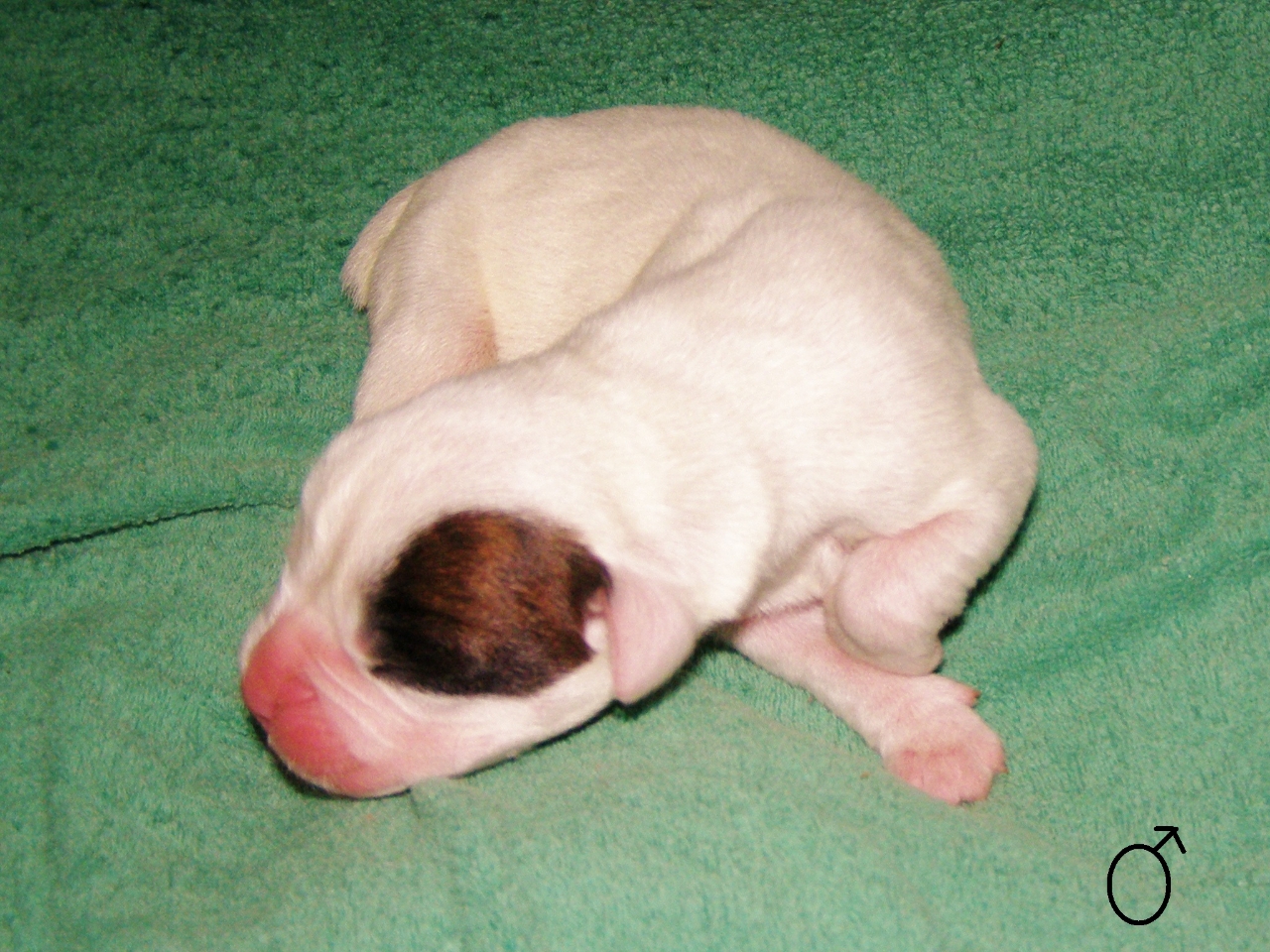 Pes 2 :: Německý boxer