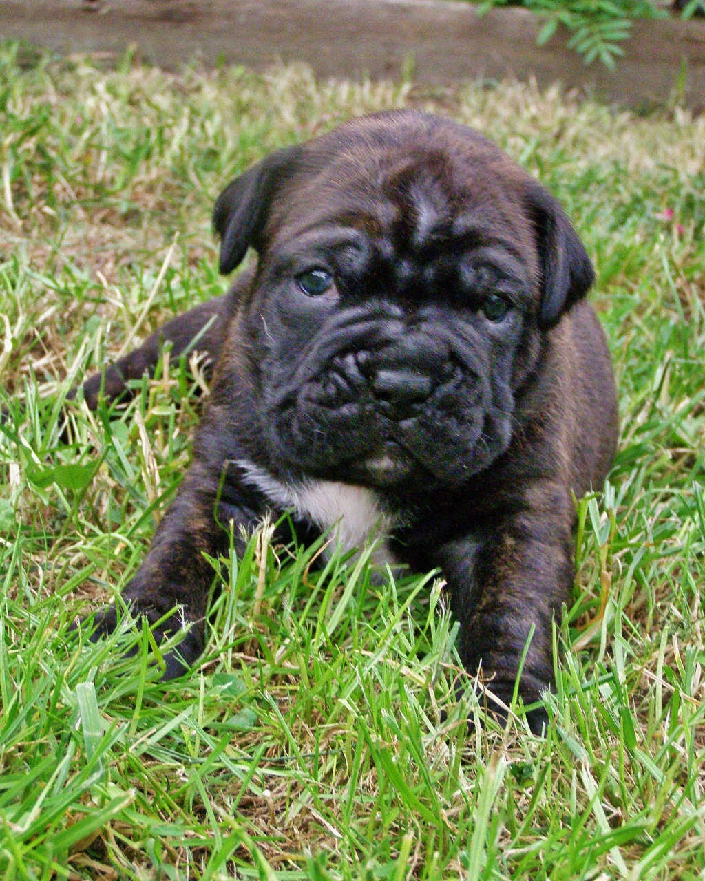 Pes 1 - zamluvený :: Německý boxer