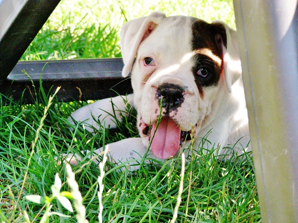 Pes 2 :: Německý boxer